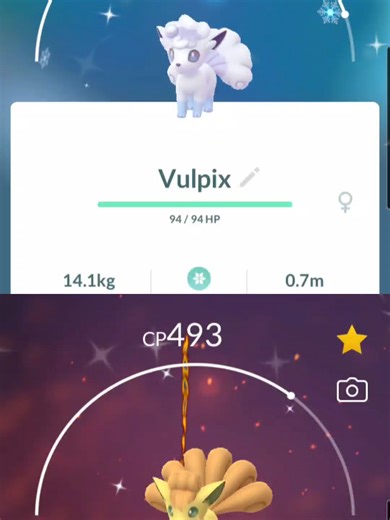 Gotta love community days! Shiny Vulpix, both Alolan and Kanto! Let's go!! #pokemongo #pokemon #shinypokemon #evolution #vulpix #ninetails
