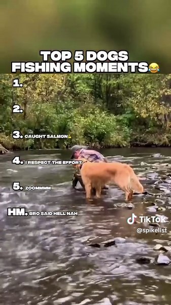 Top 5 Funny Fishing Moments with Dogs