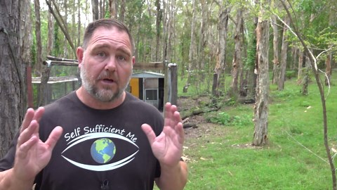 How to Stop Severe Chicken Bullying or Fighting