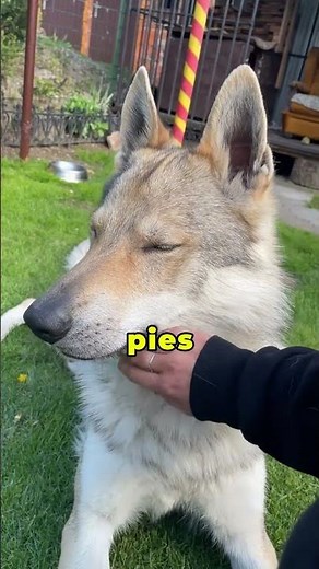 TOP 5 DOGS THAT LOOK LIKE WOLVES 🐺