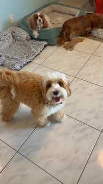 ADORABLE MINI AUSTRALIAN LABRADOODLE!🤩💙🥰