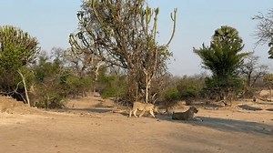 Два южных льва (Panthera leo melanochaita): стоковое видео (без лицензионных платежей), 3674647799 | Shutterstock