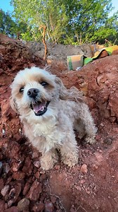 59K views · 1.6K reactions | Quartz crystal digging in Arkansas at Avant Fisher Mountain | The Crystal Collector | Facebook
