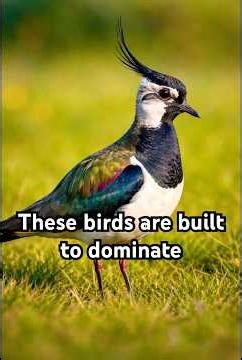 5 Northern Birds That Control the Sky, Sea & Land | Nature’s Elite Hunters#nest #shorts #birds