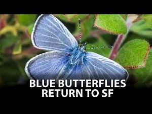Blue butterflies return to San Francisco's Presidio | KTVU