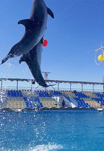 Exciting Dolphin Show with Splashes
