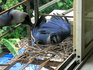 Intelligent crow building nest and testing its comfort
