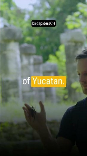 Red Rump Tarantula in nature! #tarantula #exotic #nature