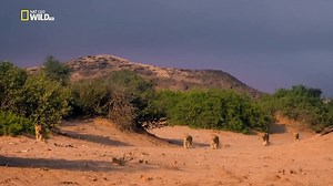 [African Lion Diary] Five Young Lions: Lion Kings of Namib Desert | Nat Geo Wild Documentary HD #Doc