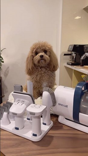 Grooming time made easier using oneisall pet grooming vacuum kit. 🤎 Link in the description box! 🐾