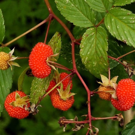 1.9K views · 64 reactions | Atherton raspberry (Rubus probus), native...