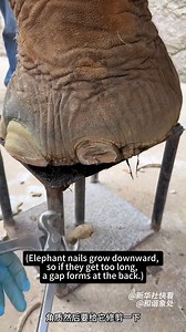20K views · 140 reactions | What does it take to give an elephant a pedicure? ✨ Recently, a Chinese blogger shared the step-by-step process — from soaking and cleaning to trimming and smoothing. Curious? Let’s take a closer look!  | Jimu Focus | Facebook