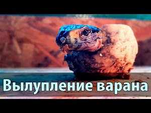 Monitor lizard hatching