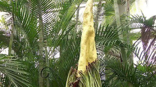 Rare corpse flower blooming at Como Zoo