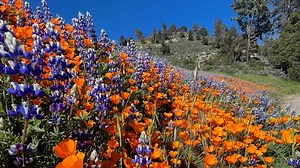 Will California see a superbloom this spring? Here’s where to spot wildflowers