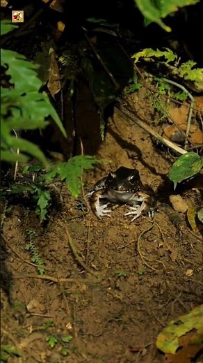 Cane Toad Sounds at Night (Real Costa Rica Wildlife)