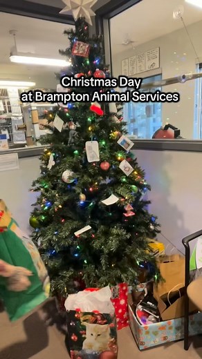 On Christmas morning, the shelter was abuzz with excitement. The animals received new toys and delicious treats. Our dedicated staff worked hard to ensure that every animal felt the magic of the holiday season. 🎄✨ | Brampton Animal Services