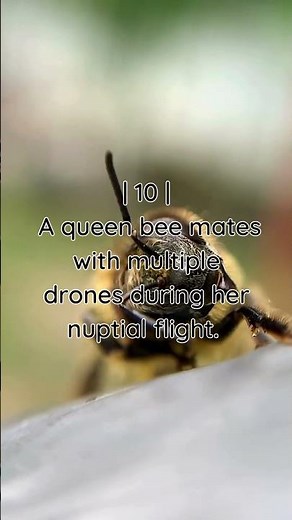 Unveiling Queen Bee's Mating Ritual