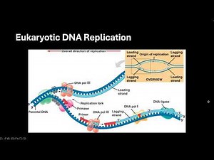 DNA replication basics