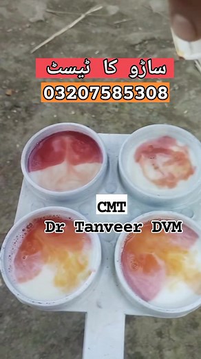 ساڑو کا ٹیسٹ و علاج California Mastitis test results #dairyfarming #goatfarming #calffarming #cowfarming #buffalo #veterinarydoctor #veterinary #followersreelsfypシ゚viralシfypシ゚viral #Veternarians #veterinarymedicine | Dr-Muhammad Tanveer