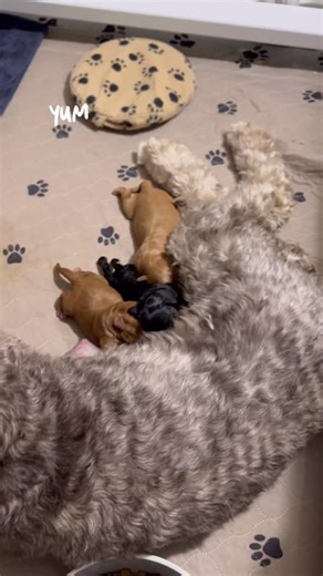 🐾Fat, fed and happy! Mocha and her babies are all doing so well! Each one gained weight and they are thriving! Mocha is such a proud momma too! Such cuties! 🐾 💻www.aussietexlabradoodles.com 📧aussietexlabradoodles@gmail.com 📱512-658-3904 . . . #labradoodlepuppies #labradoodle #australianlabradoodles #dogs #betterbreedbydesign #puppiesofinstagram #austintexas #atx #texaslabradoodles #doodlesofinstagtam #texas #puppies #puppy #gooddog #puppylove #doodlebreeder #australianlabradoodlepuppies #da
