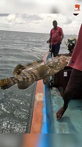 Catching Grouper Fish in the Deep Sea #fishing #fishingvideos #fishingtime | Neerulagam