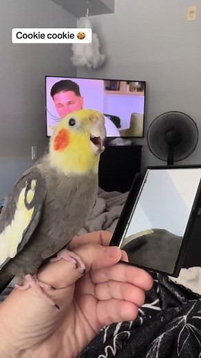 Groot is singing in solidarity for our friends in G@Z@ ❤️ please check out the link in our bio 🙏 and follow the creators I have tagged @Ahmad K. Habil 🍉🍉 @Dr Ibrahim 🍉🇵🇸 @dalia_majed @butterflyeffect🍉🦋 #fyp #grootthetiel #cockatiel #cutepets #cookiesong #projectbutterflyeffect