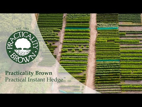 Practical Instant Hedge™ is premium quality mature hedging from Practicality Brown.