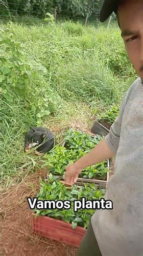 bora planta🌱 #vidanaroça