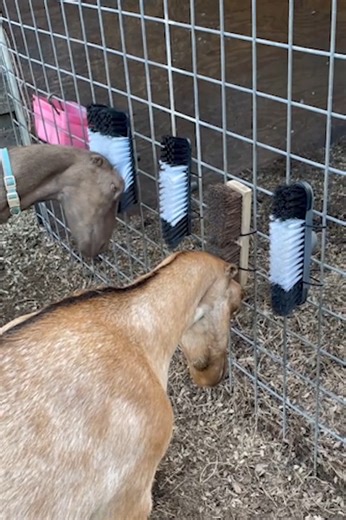 Just some goats enjoying their new scratching post 🐐❤️ | MetDaan Animals