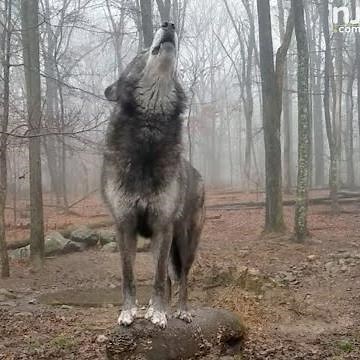Wolves at N.J. sanctuary howl in the forest