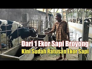Kisah Peternak Sapi Perah Mulai 1 ekor broyong kini 100 ekor lebih