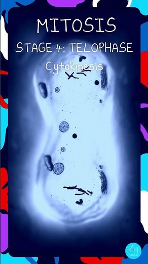 Stages of Mitosis | Cell Division Process 🧬