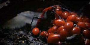 The Red Bug generation