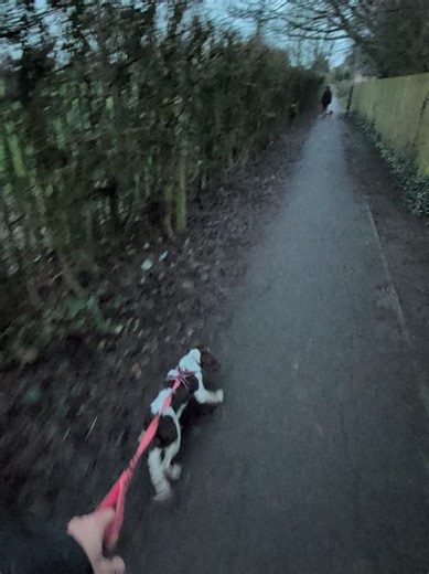 Training Your Springer Spaniel to Walk Nicely