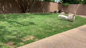 One of our fosters, Teddy (with the tan badger markings) stayed with a volunteer dog sitter this weekend while his foster family was out of town. Here is what she had to say about his visit: “I’m babysitting foster Teddy this weekend. He is a gem. Very affectionate. Willing to play with my wild and deaf Luna, as seen in the video. He bonded with me quickly. He has not tried to grab anything like remotes or pillows. Learned the dog door within a few hours of being here. Sleeps through the night i