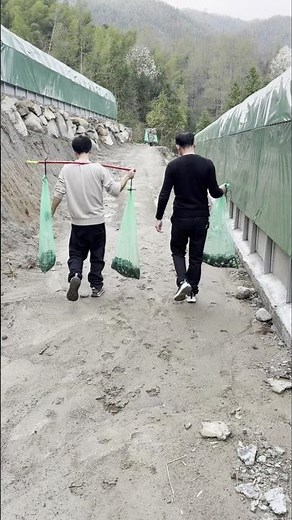🐸 Hidden World of Toad Farming in Rural China | From Tadpoles to Farmhouse Setup 💥