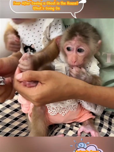 Creepy Encounter: Baby Monkey Scared by Ghost