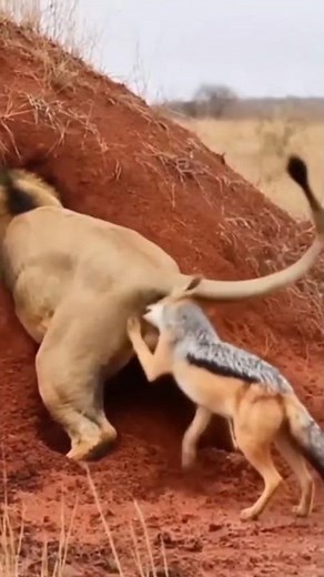 Brave Jackal Bites Lion! 🦁 The Funniest Instant Regret 🤣