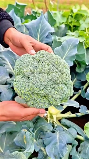 Harvesting Fresh, Ripe Green Broccoli from the Field