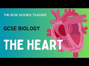 The Heart (GCSE Biology) | The GCSE Science Teacher