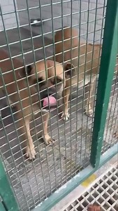 It’s Giving Tuesday. This day is dedicated to making a big impact for our community in need. Do it for the dogs in shelters, on puppy mills, and living in deplorable conditions. How do you give? Monetary support is always needed. With the ever rising costs of corporate veterinary practices our adoption fees don’t cover our expenses. https://adoptaboxerrescue.com/donate/ Zelle: dawn@adoptaboxerrescue.com PayPal: @adoptaboxerrescue Venmo:@adoptaboxerrescue (Dawn Karam) Checks: Kindly mail to Adopt