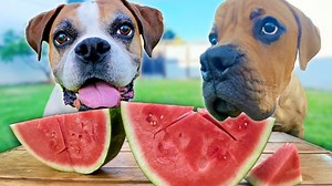 18K views · 658 reactions | Amazing Watermelon Eating Contest! | Rocky Kanaka | Facebook