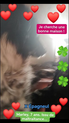 Notre petit " Marley" recherche un adoptant calme et gentil. C'est un bon chien. Il est adorable quand on le connaît. Très câlin. OK congénères et chats. QUI FERA SON BONHEUR ????????? rosalieprovenceadoption@gmail.com | Association Rosalie Provence