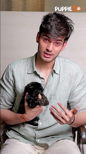 Cavapoo – The Ultimate Family Dog 🐶 | Adorable, Smart & Hypoallergenic! #Puppiezo #pets #puppy