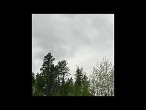 Rufous Hummingbird courtship display with sound