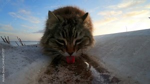 Close up of adorable and funny stray cat drinking rainwater. Bottled water versus rain water in feline nutrition and hydration. Fluid intake concept in cats.