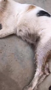 2.5K views · 67 reactions | حالة عاجلة جدا هاد القطة على ما يبدو...