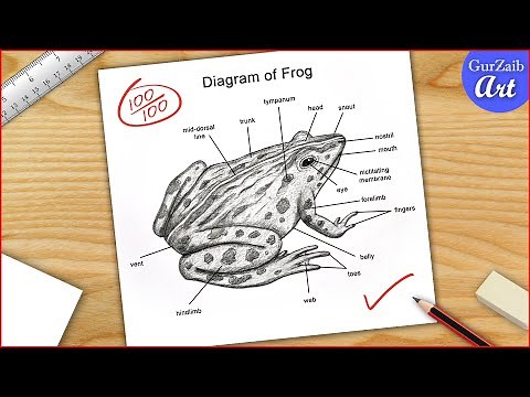 Frog Diagram drawing CBSE || easy way || Labeled Science projects - for beginners