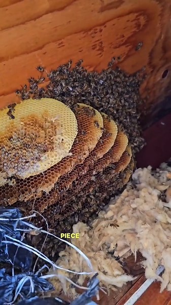 Shocking Beehive Discovery Under School Classroom Floor